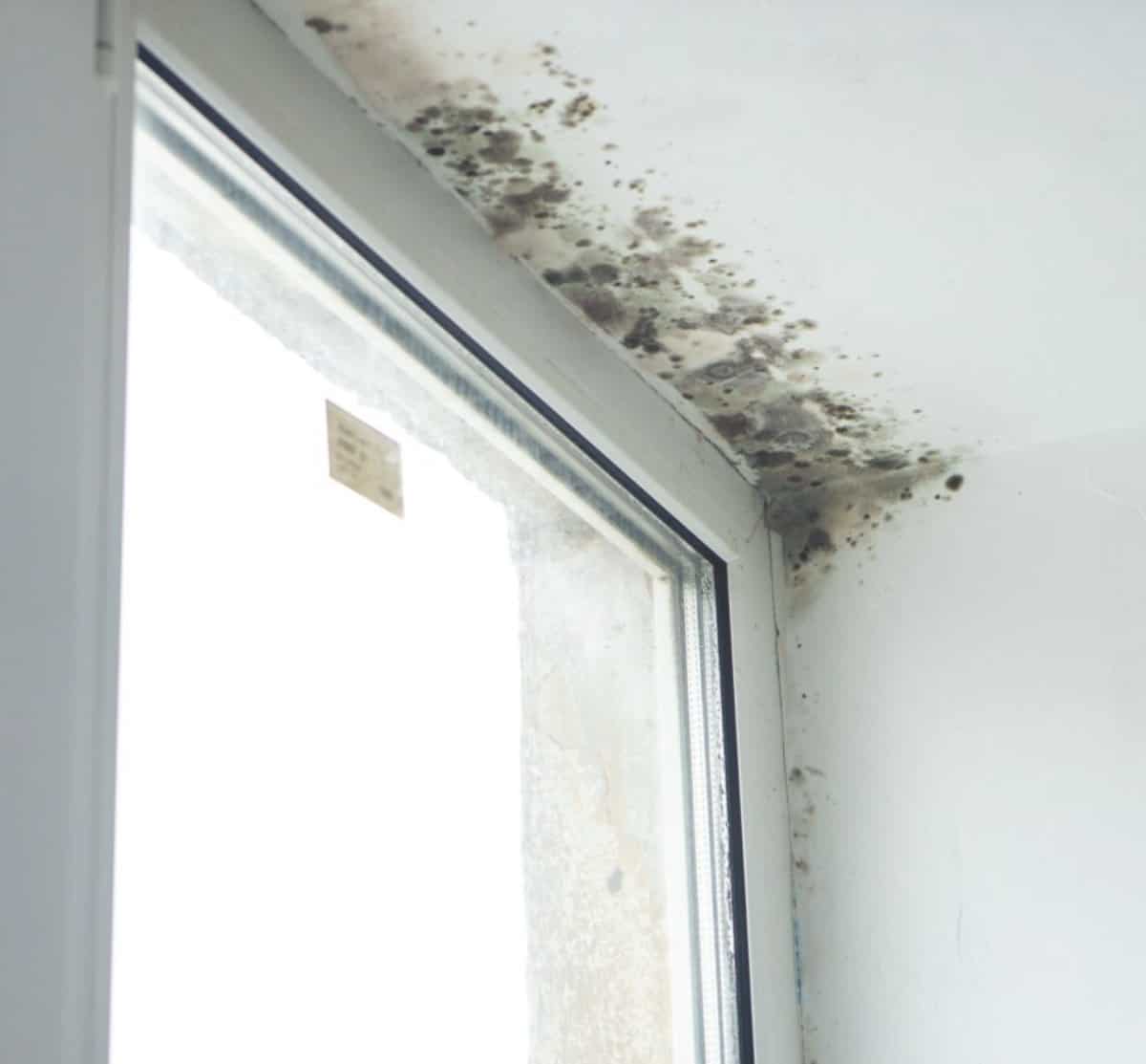 How to Identify Signs of Damp Issues and What to Do If You Find It ...